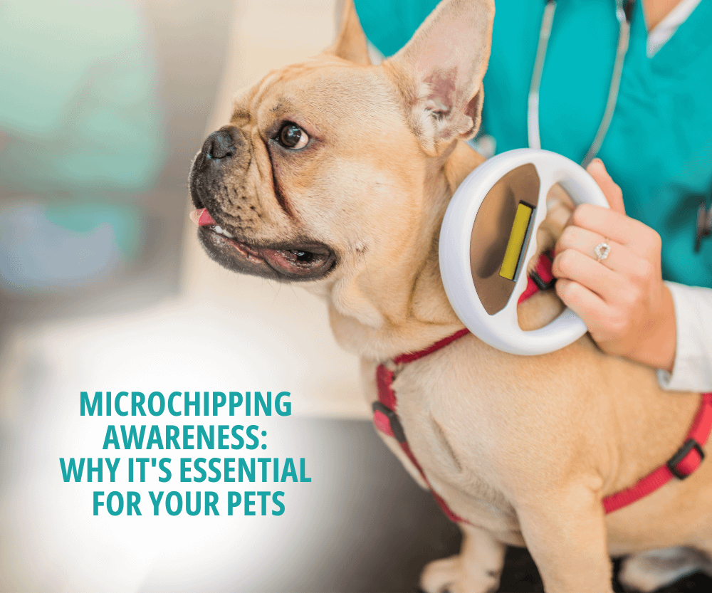 Microchipping Awareness: Why It's Essential for Your Pets | Belle Isle ...
