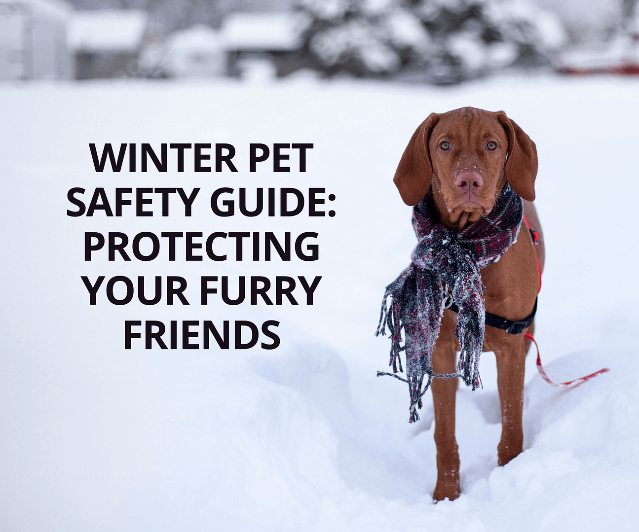 Winter Pet Safety Guide: Protecting Your Furry Friends | Belle Isle Animal Hospital