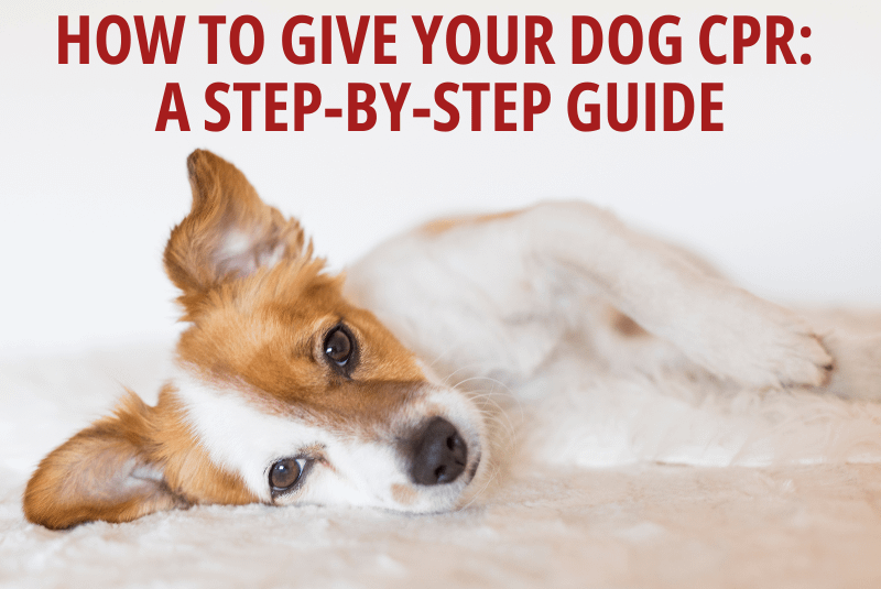 How to Give Your Dog CPR: A Step-by-Step Guide | Belle Isle Animal Hospital