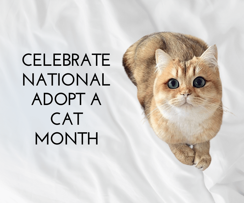 Celebrate National Adopt a Cat Month | Belle Isle Animal Hospital