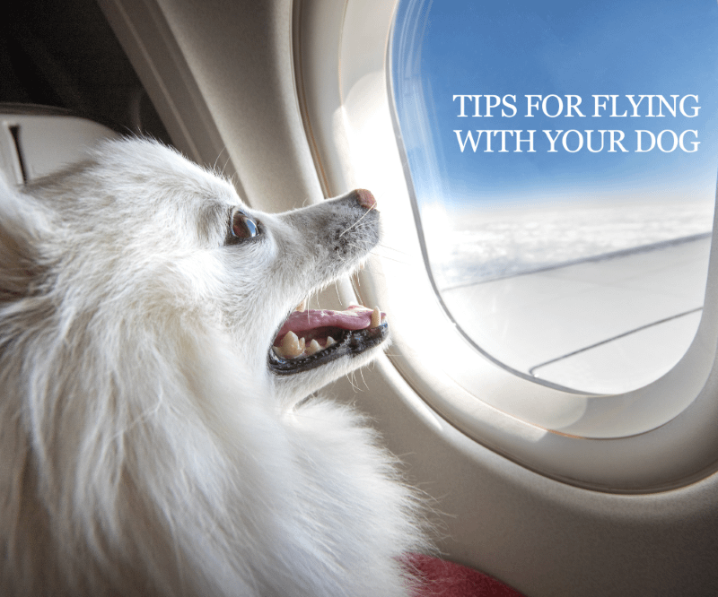 Tips For Flying With Your Dog | Belle Isle Animal Hospital