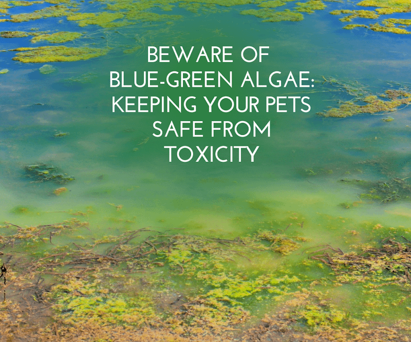 Beware of Blue-Green Algae: Keeping Your Pets Safe from Toxicity ...